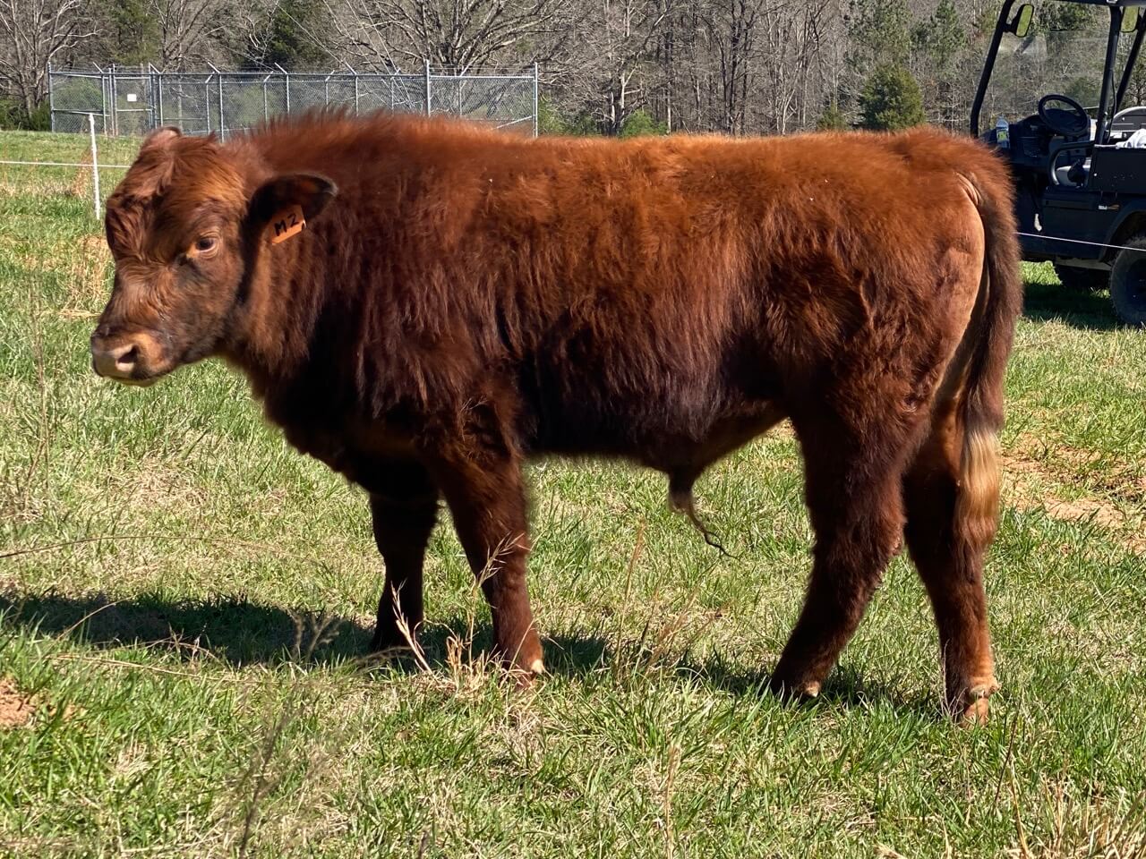 Buying Whole Or Half – Grass Fed Beef | Ranch House Farm